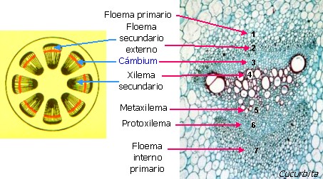 Biología 1ºBCNyT(ABDERA): Meristemos.