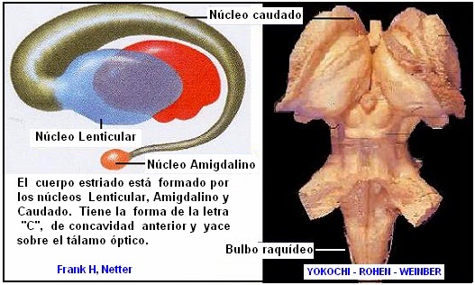 CLASES DE MEDICINA: NEUROLOGIA 1