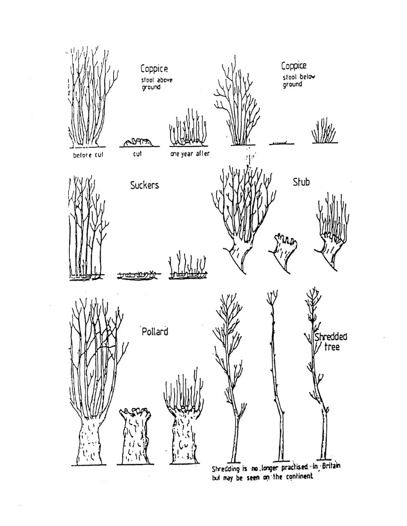 Woodland Management: A Guide: What is Coppicing?