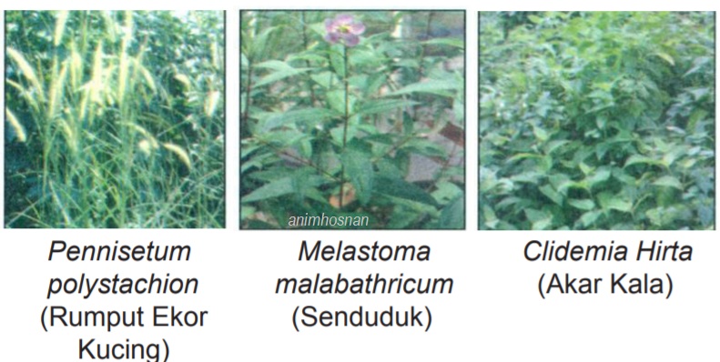 Anim Agro Technology: RUMPUT DAN RUMPAI - APA PERLU DI KETAHUI (Part 1)