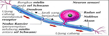 Metode Jaringan Saraf Tiruan JST | dan metode Backpropagation - nofwan
