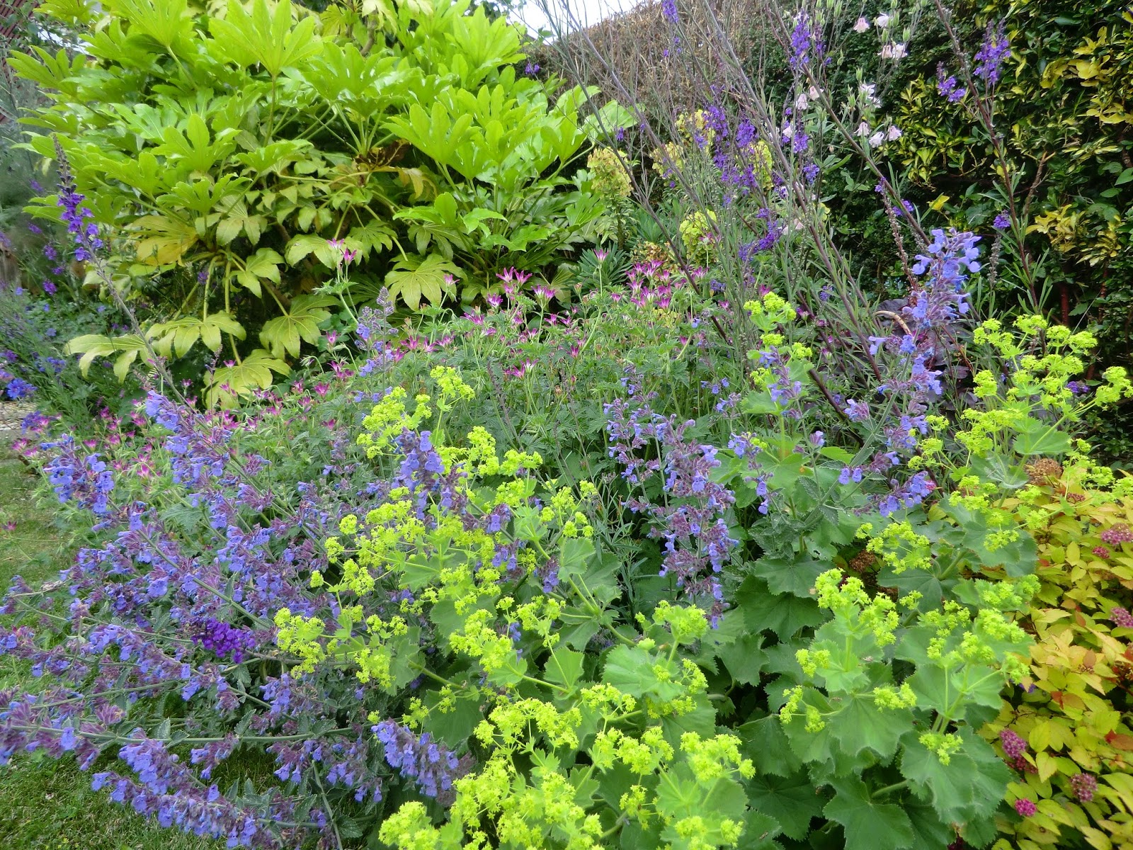 The JJ Garden: The value of non-native plants for wildlife gardening