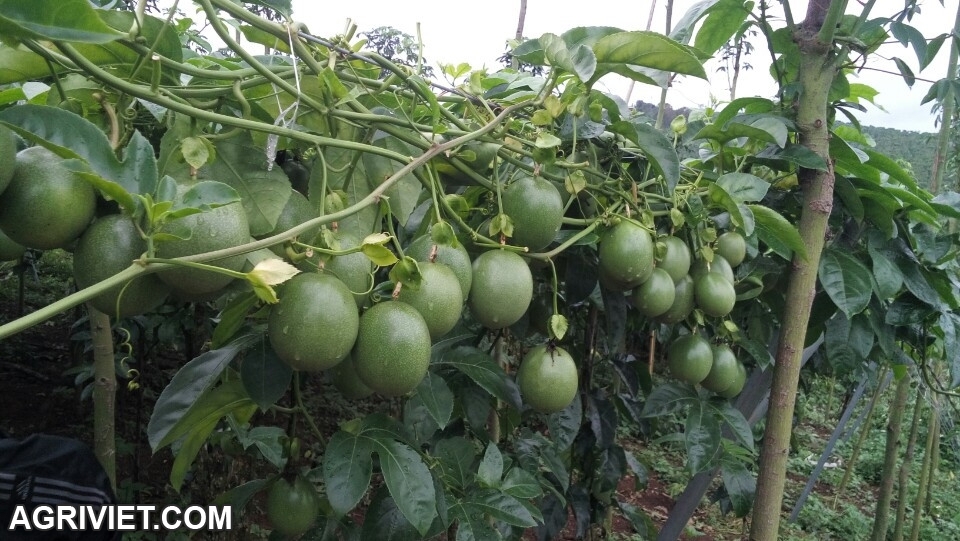 Phân bón Goldtech G05 G06 G08 G09 G10 097 5353 036 Đại Hưng