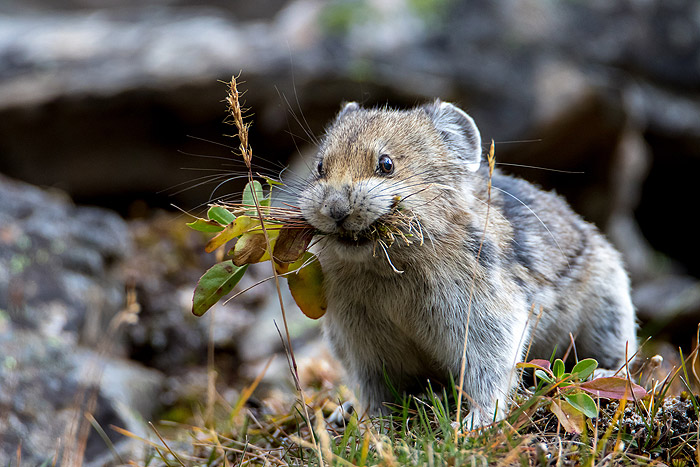 El Herrerillo: American pika (Ochotona princeps)