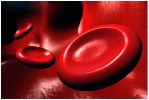 Orgánulos Celulares : Glóbulos Rojos