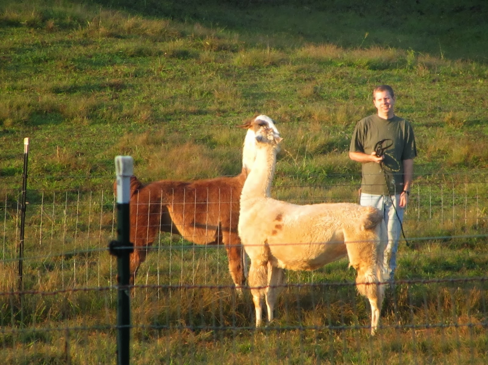 Sleepy Acres: Barack O'Llama's Escape