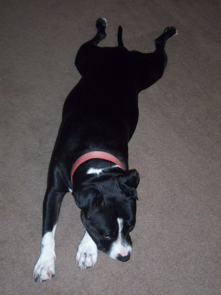 Pit Bull Frogs: Pit Bull Frog Photos