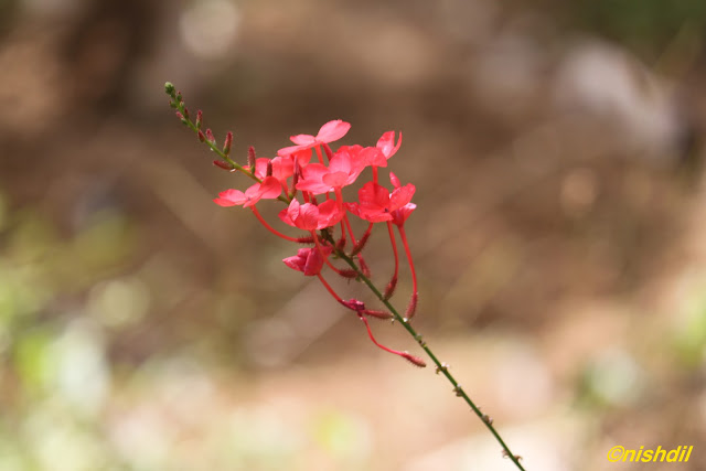 Kaleidoscope: Paathira Poovu