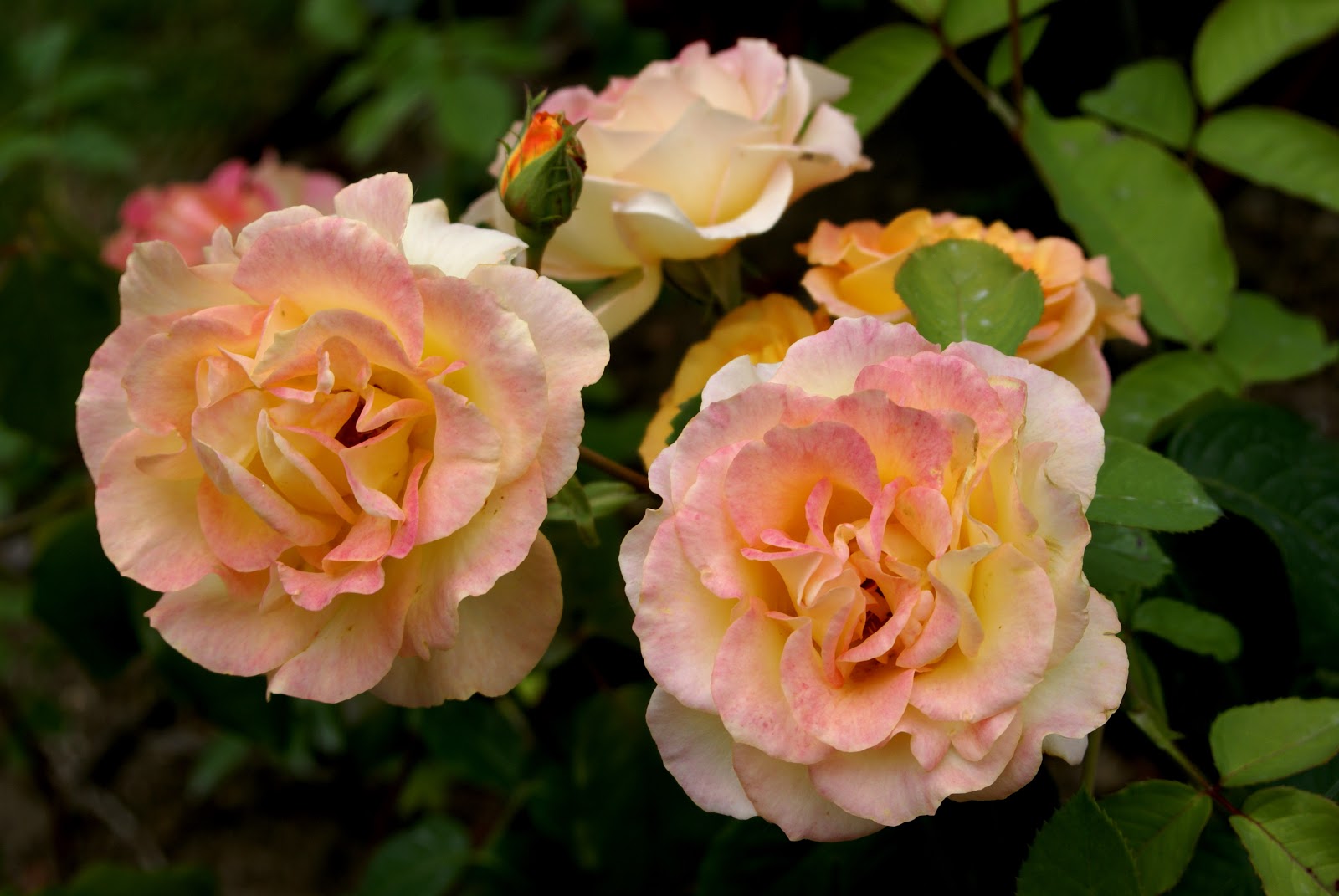 Readerbuzz: Wordless Wednesday: Roses at Musée Rodin