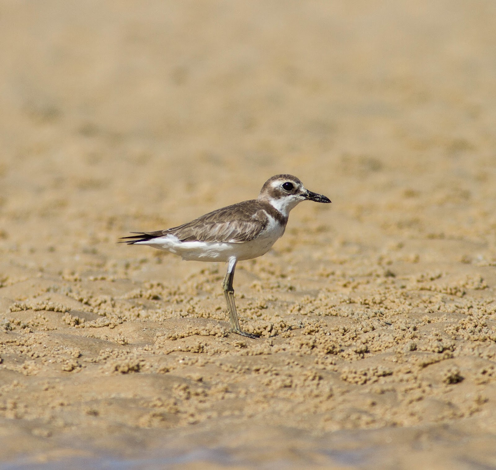 Musicroom's Imaging: Greater Sand Plover
