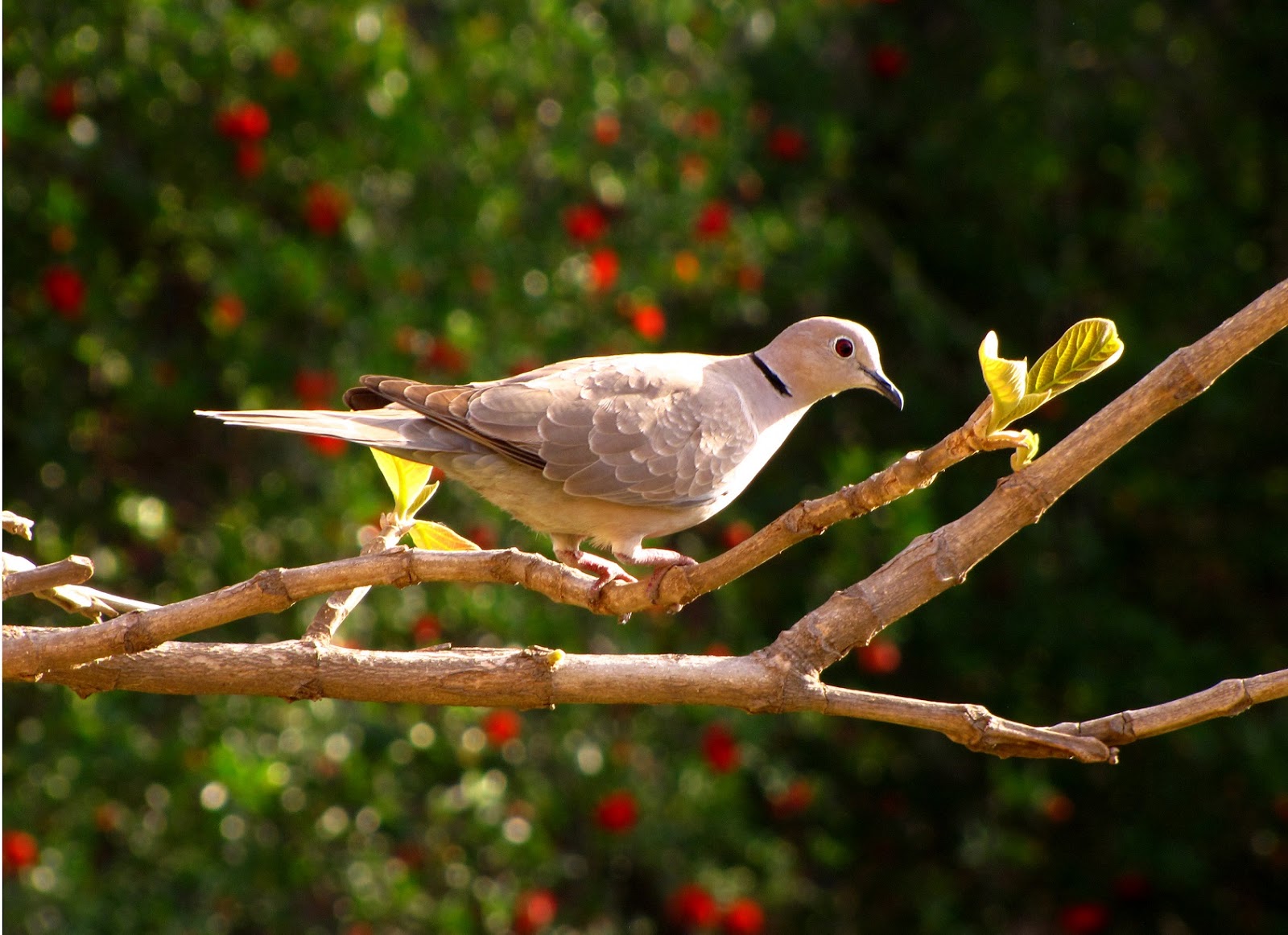 ਪੰਜਾਬ ਦੇ ਪੰਛੀ. Birds of Punjab