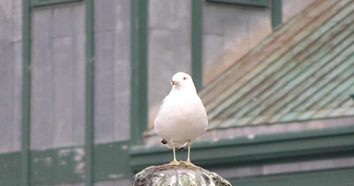 Finding God in the Midst of Life: Seagull management...