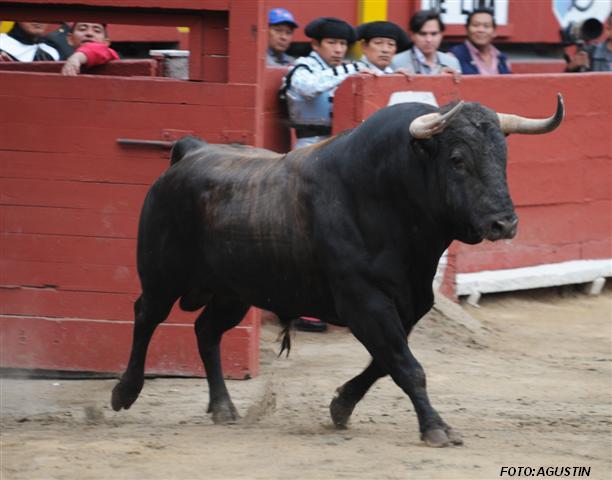 DETOROS Y MAS: Toro y triunfo ayer en Acho, terna a hombros