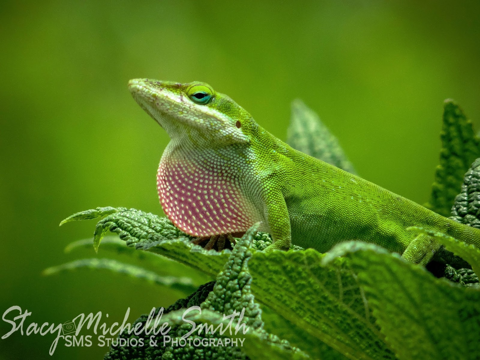 SMS Studios and Photography: Leaping Lizards...and Love?
