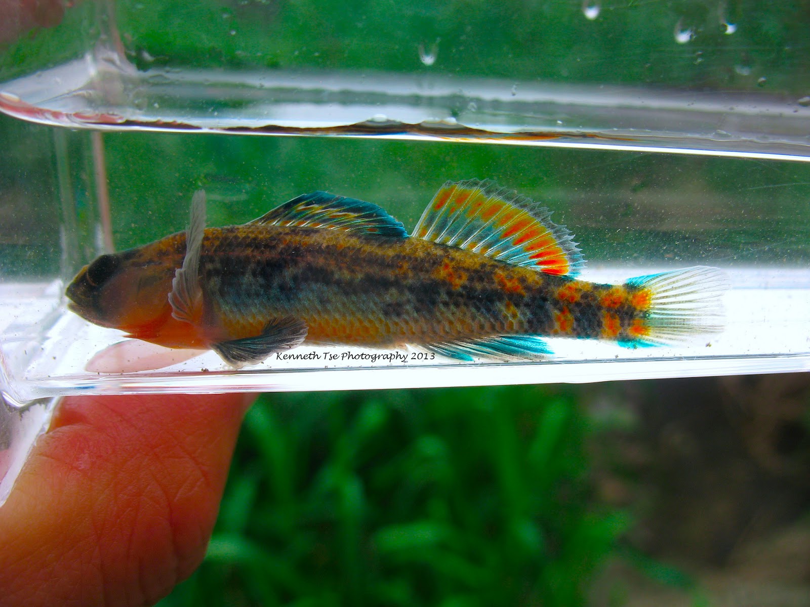 MuskieBait Adventures: Illinois Exploration 2013 (Day 1)