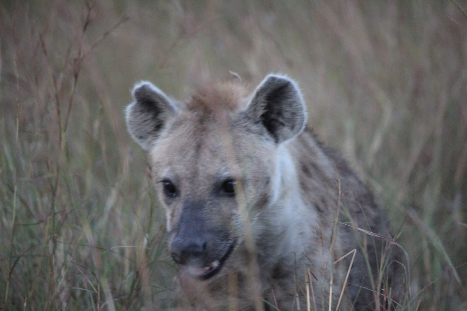 Notes From Kenya: MSU Hyena Research: Playing it by ear