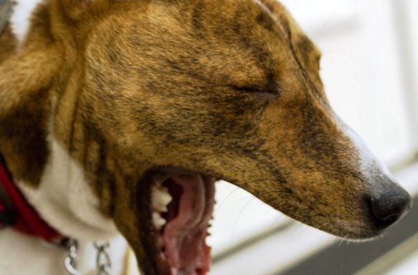 Imágenes de perros bostezando - Blog didáctico