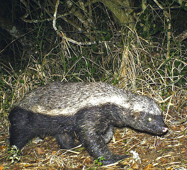 Remote Camera Trap - South Africa: June 2012