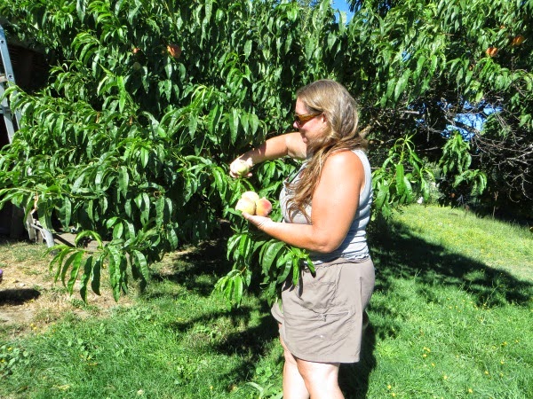 O'Brien's Family Farm: Peach Picking and Harvest