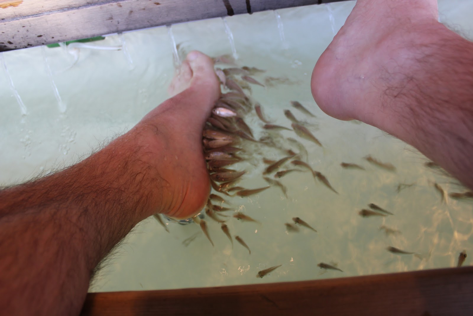 The Greers in Korea: Dr. Fish Pedicure - Gangnam/Seoul