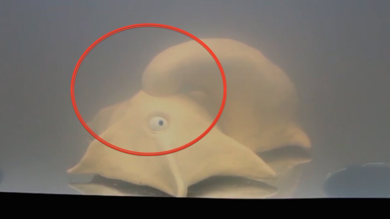 Apakah Homunculus Itu Nyata? Berikut Fakta Tentang Homunculus