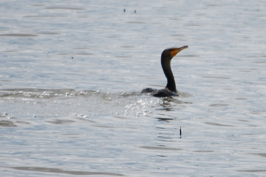 Random Walks in Time: Birds of a Feather: Double-Crested Cormorant