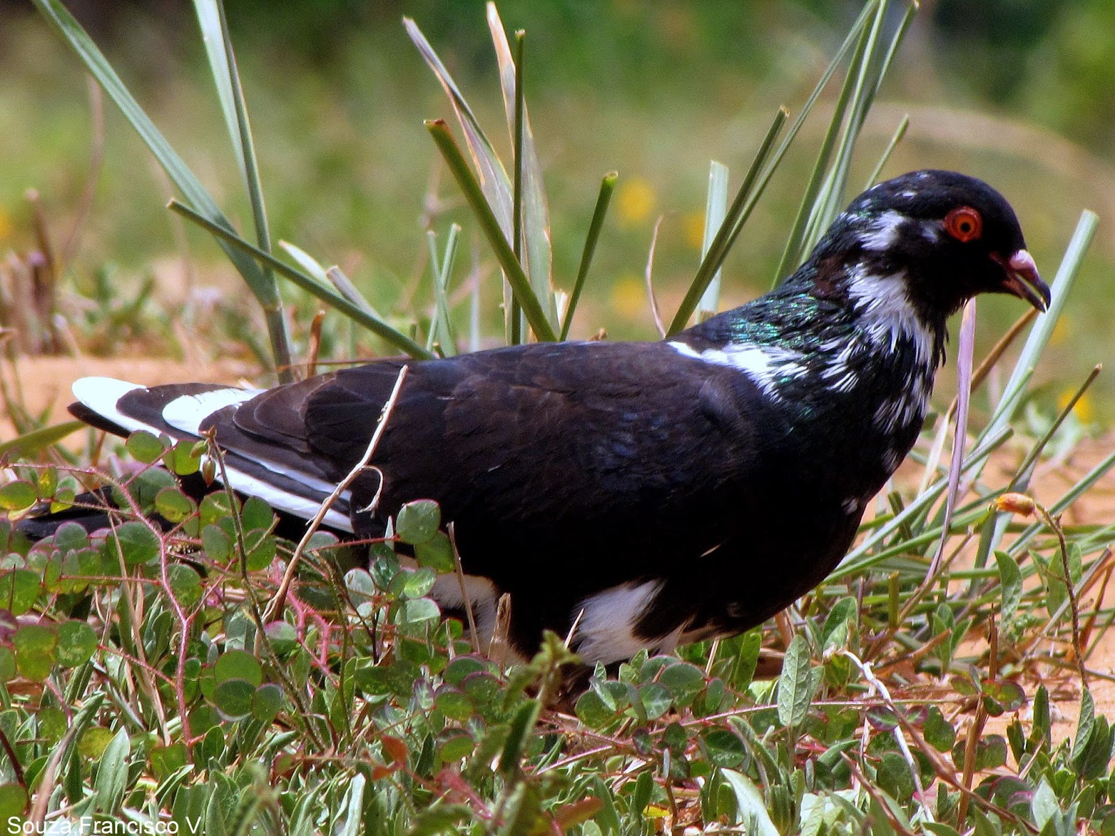 FAUNA E FLORA DO RN: Maio 2016