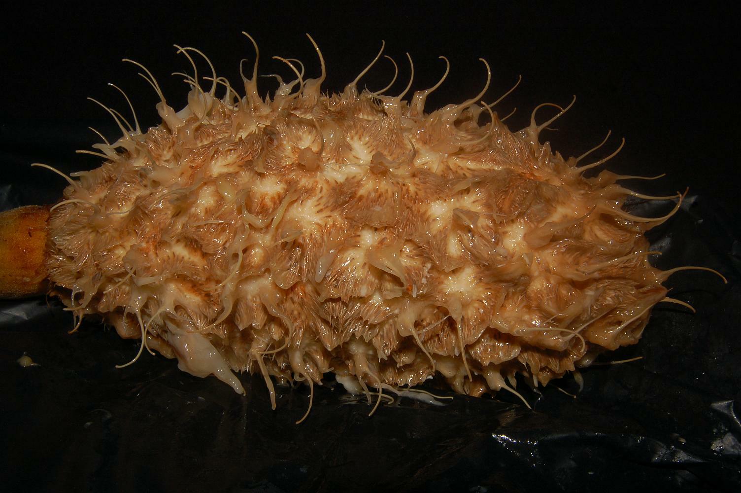 Timadang Tarap of Kelawat Kota Belud Sabah East Malaysia North Borneo ...