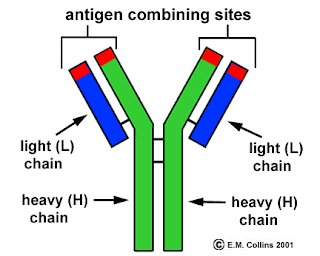 Blood grouping system : ABO type ~ Biological Science Help Blog ...