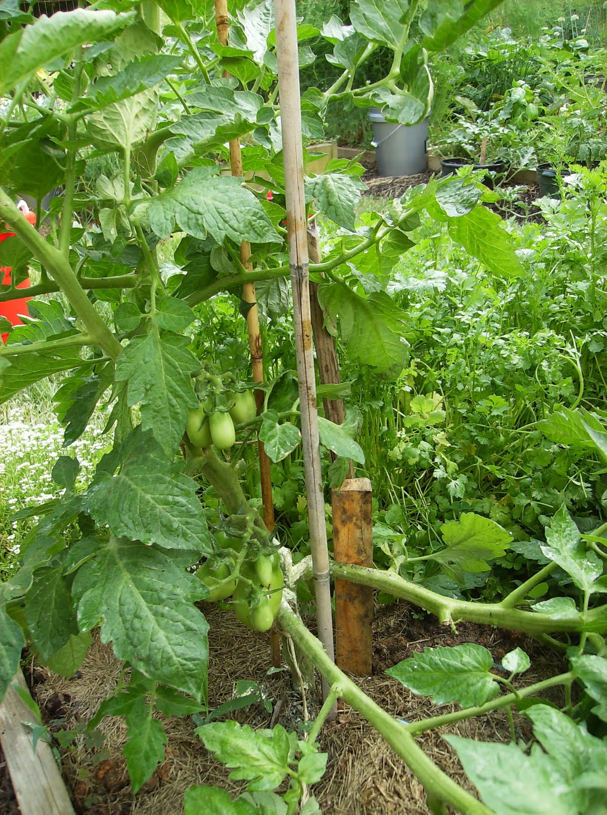 The Rusted Vegetable Garden
