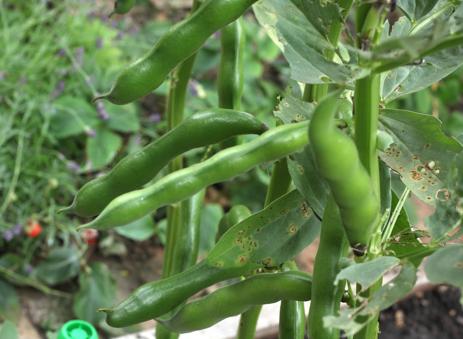The Urban Veg Patch: Love me Tendril - growing broad beans