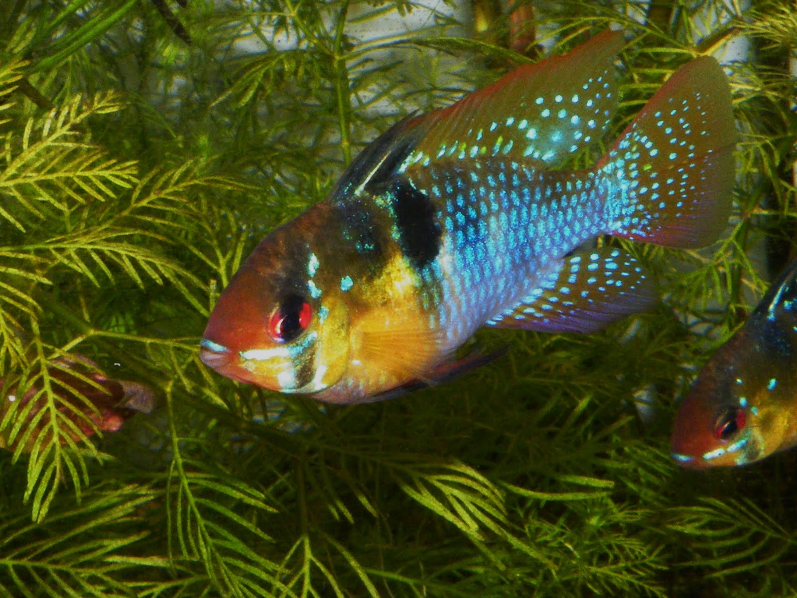 oceanaq: German Ram ( Microgeophagus Ramirezi) M