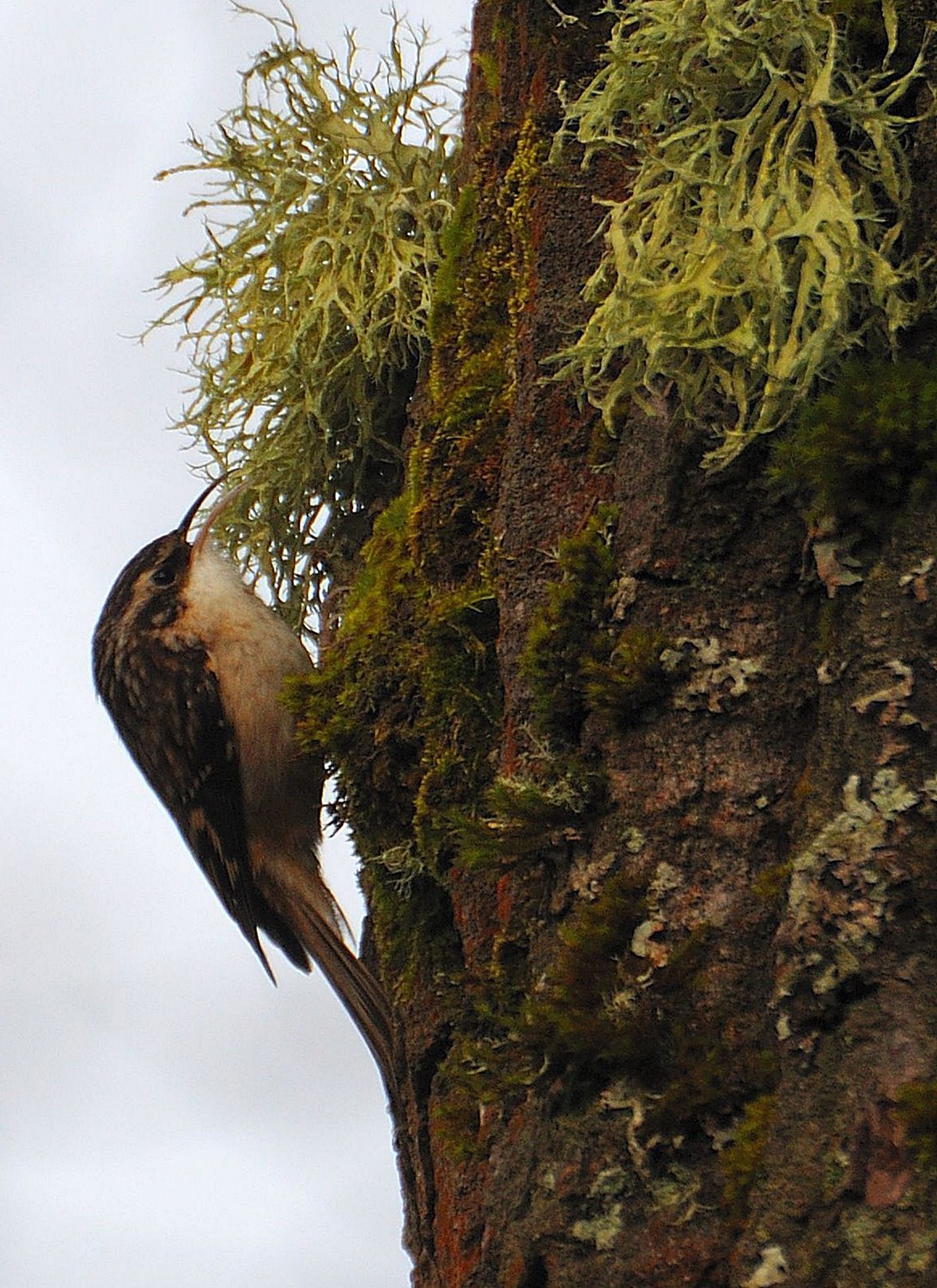 Shoreline Area News: For the Birds: Brown Creeper - The Heads-up Bird