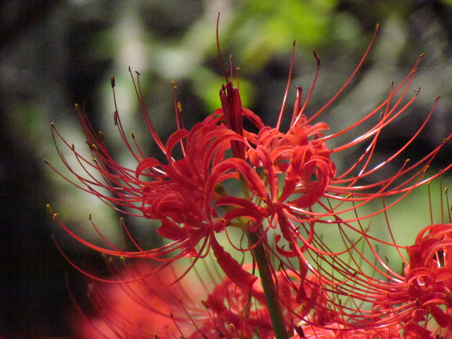 haricot's Tanka blog : Higan-Bana (cluster amaryllis)