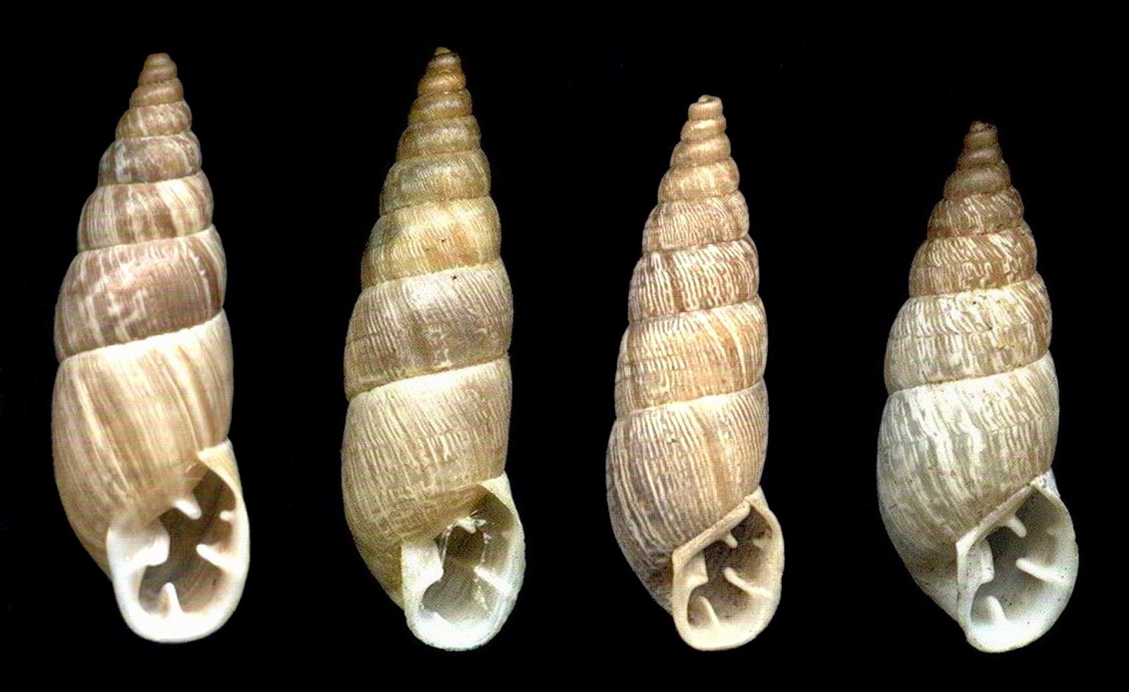 Moluscos terrestres de Argentina: Spixia albostriata Fernandez, 1971