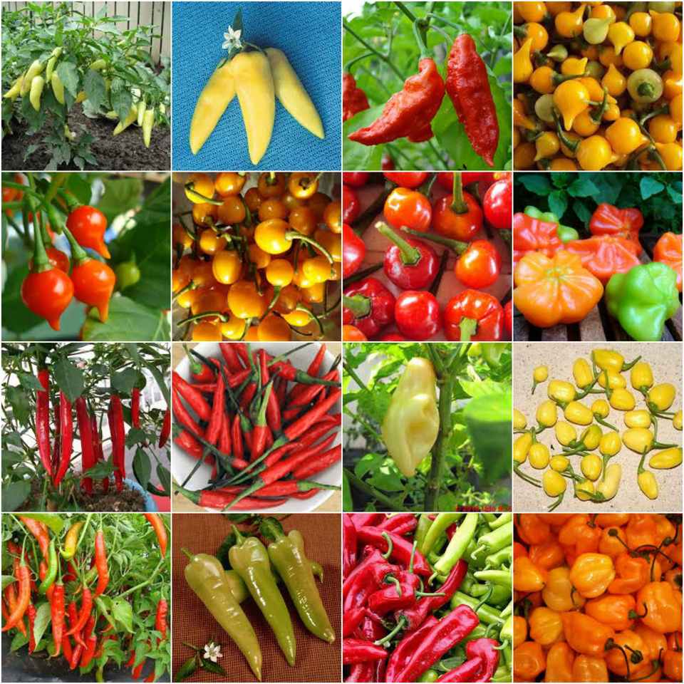 Pimentas e muitos saberes!