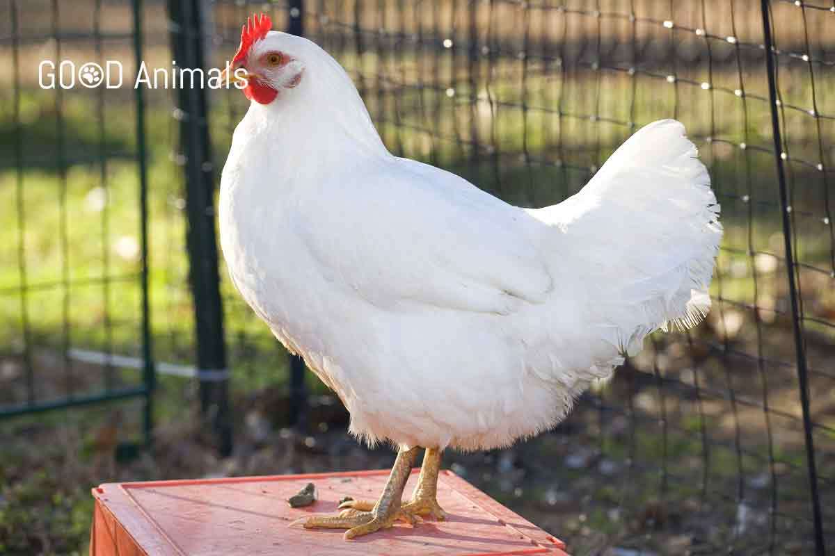 native chicken - philippin news collections