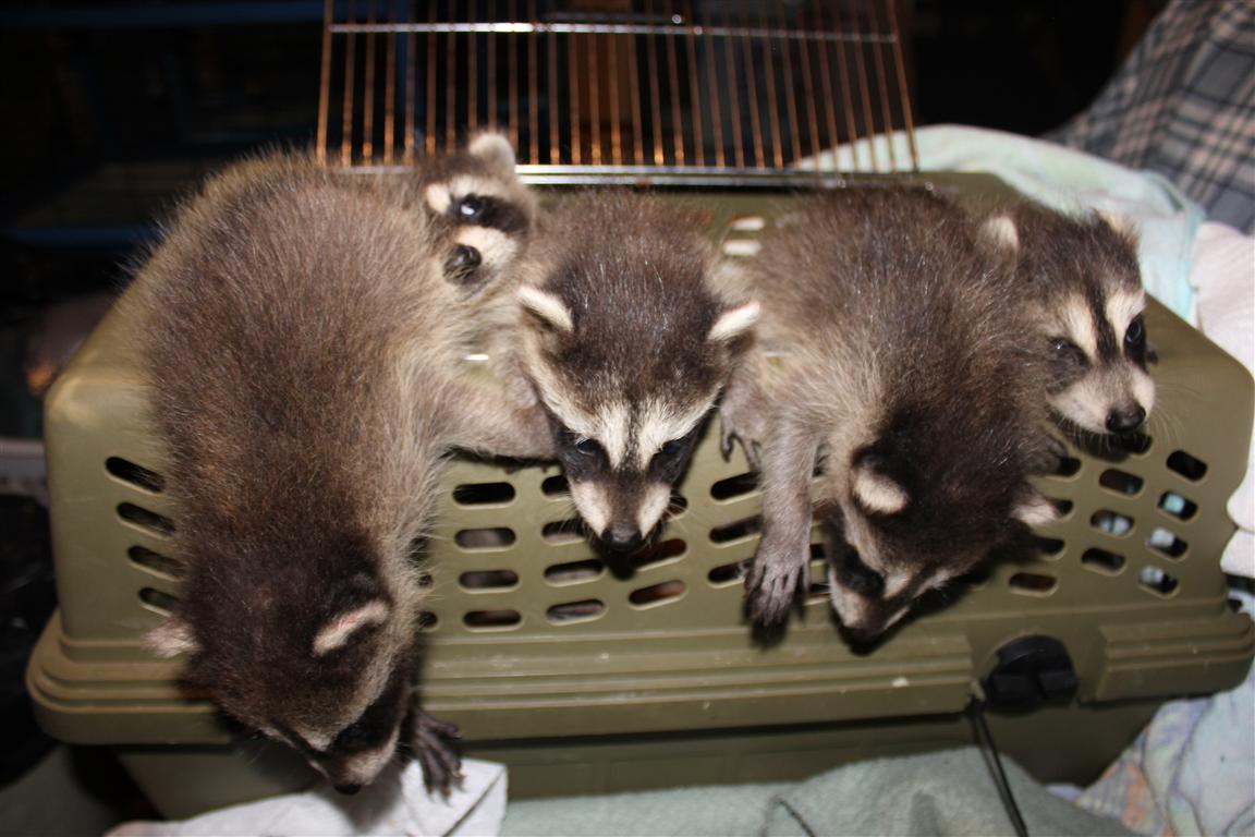 The Laughing Raccoon: It's raining raccoons!!