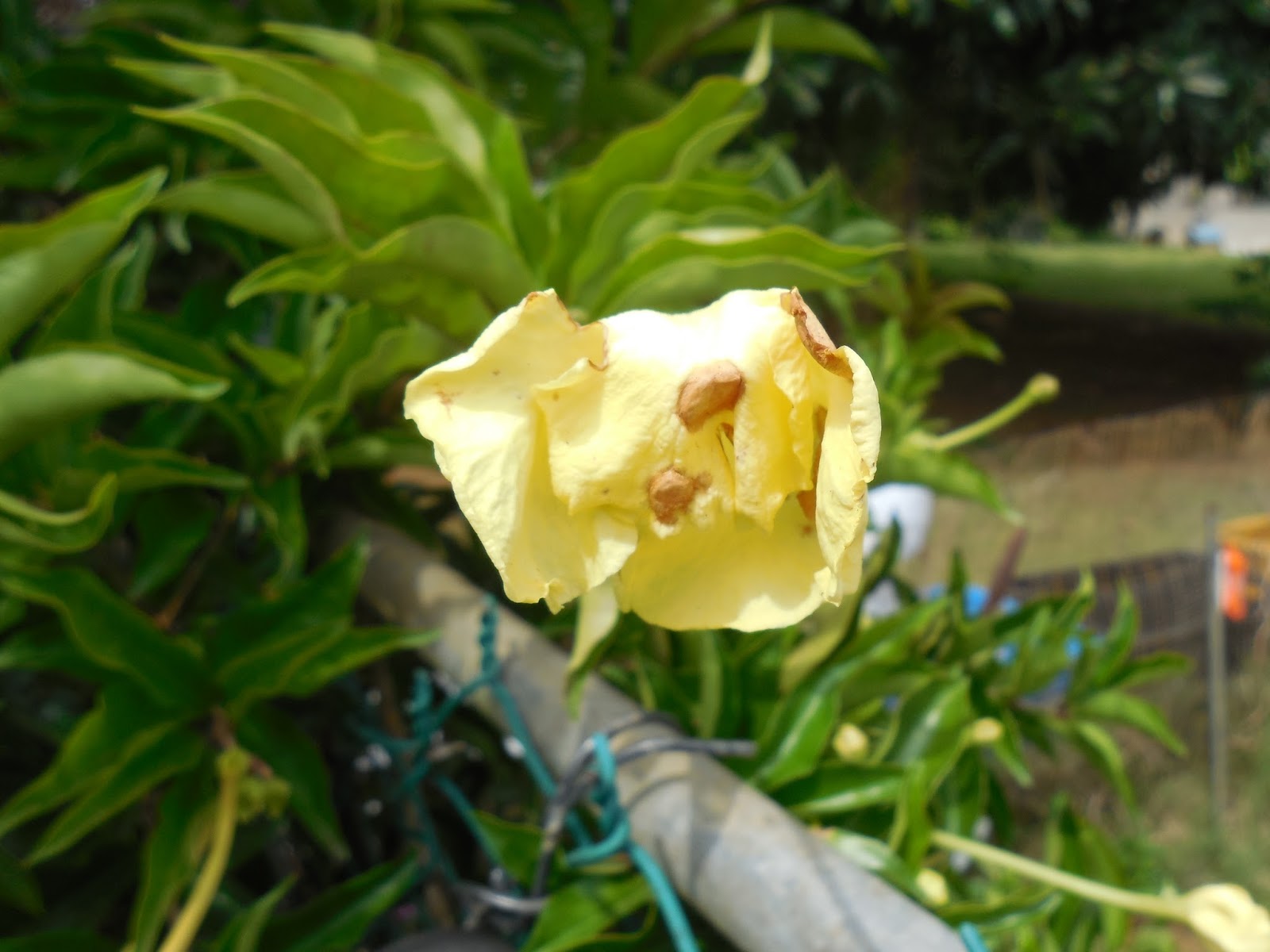 Flora de Puerto Rico Ilustrada Papo Vives: OLANACEAE--SBRUNFELSIA ...