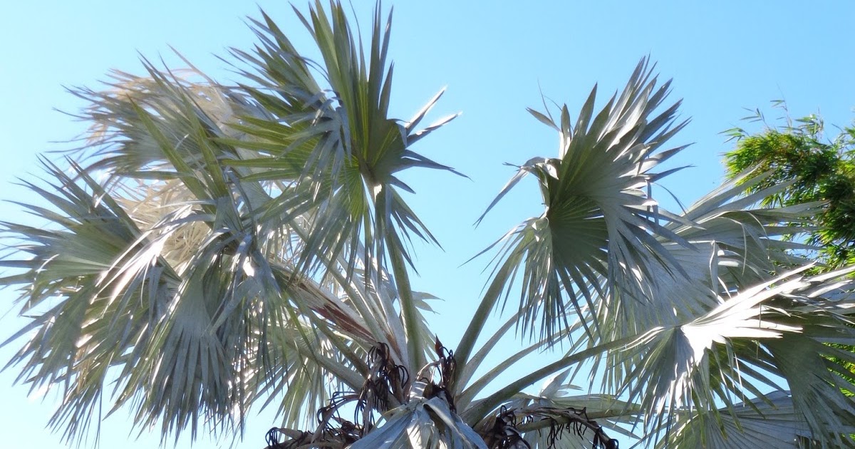 University of Florida/IFAS Charlotte County Extension: The palmetto ...