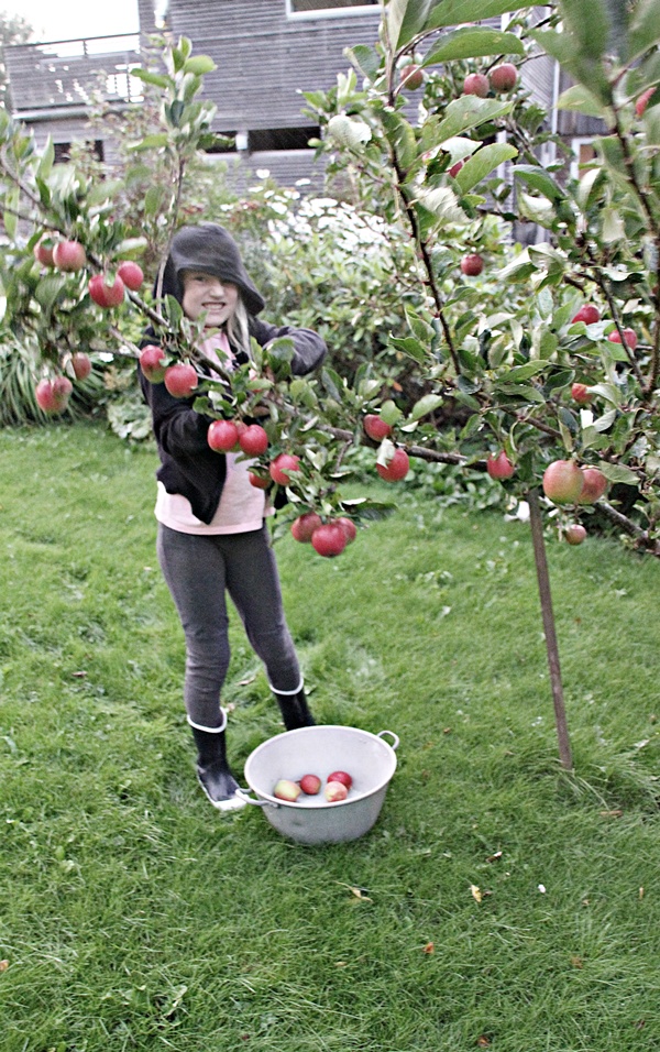 mariefriis: Epler i regnet