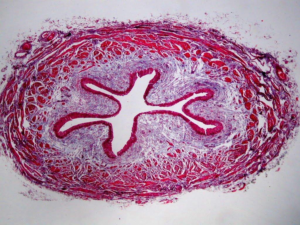 El Cuerpo Humano: Organos hemocitopoyéticos en el corte HISTOLOGICO