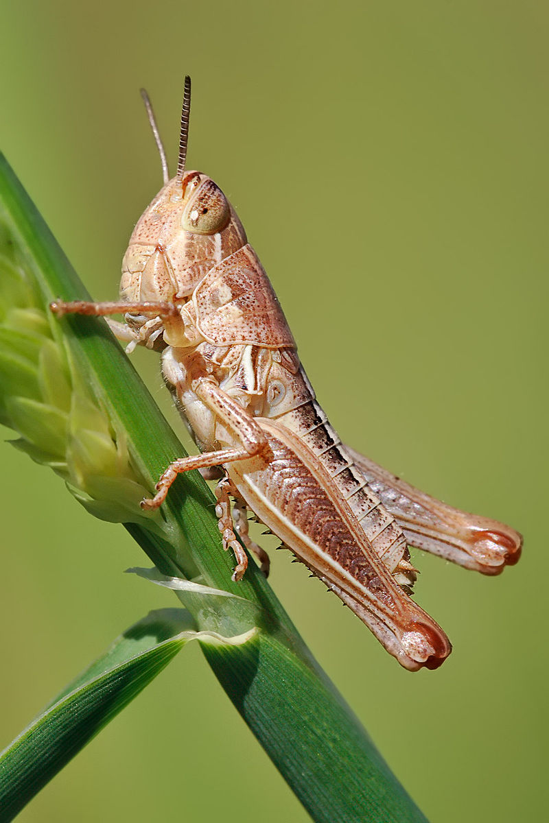 Grasshopper Facts