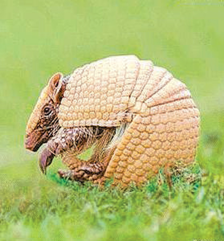 Alegria em Tudo: Tatu-bola. O mascote da Copa de 2014 bate um bolão.