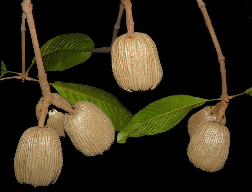 FRUTAS NATIVAS DA AMAZÔNIA: MOELA DE MUTUM (Lacunaria jenmanii (Oliv ...