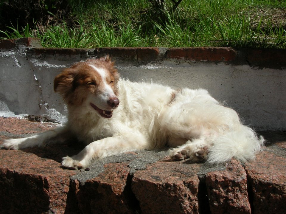 Uruguayos por los Animales: Perros Perdidos