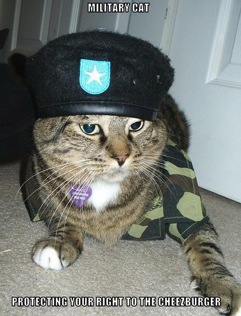 ΠΟΥΛΑΩ ΤΡΕΛΑ: 10 Γάτες που σε στιγμές που δύσκολα έχετε ξαναδεί