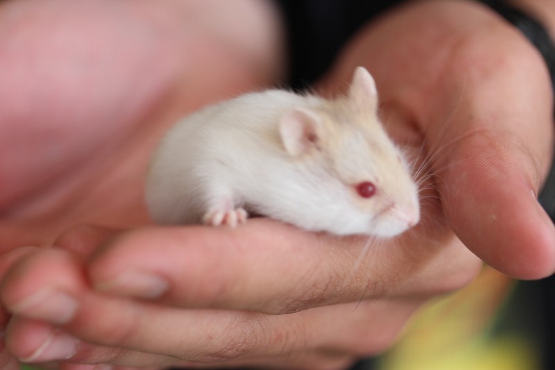 Campbell Mottled Argente ( Hamster Gallery ) | Situs Training dan Percobaan