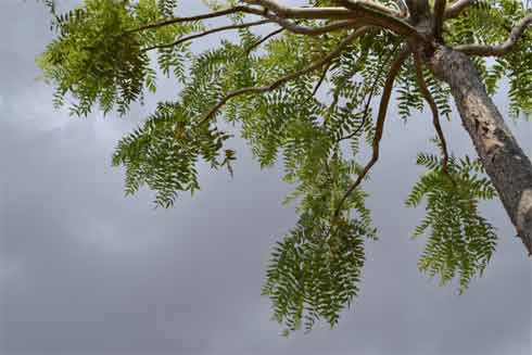 Moola Nakshatra Tree – Which is the tree associated with Moolam birth ...