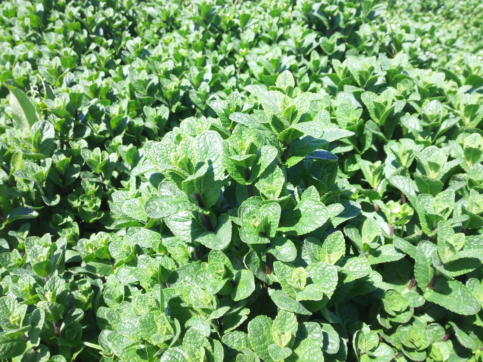 Menta Olandeza sau Izdraeliana: Menta fresh pentru toata TARA pret ...